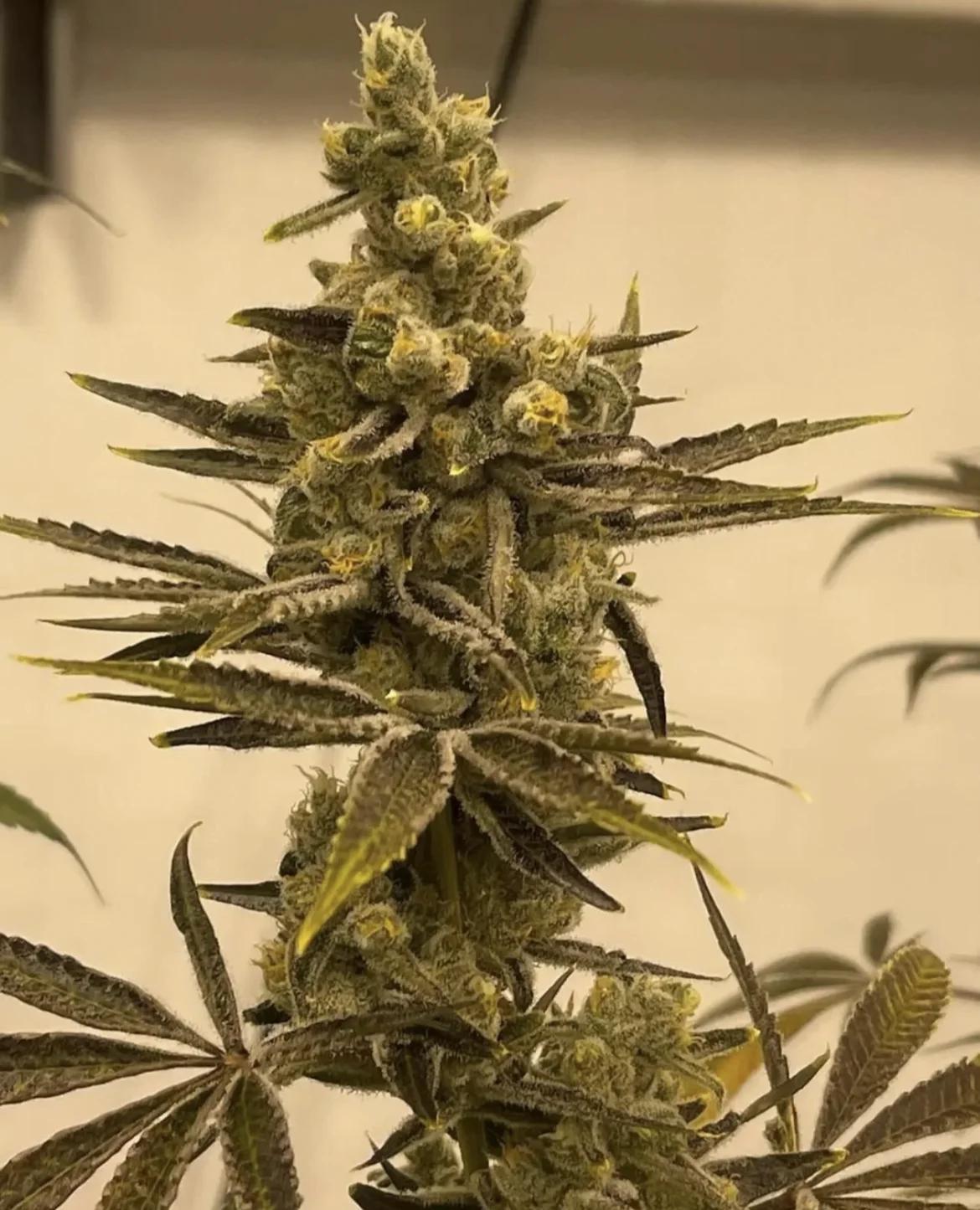 In House Genetics - Platinum Float – Meaner Gardens