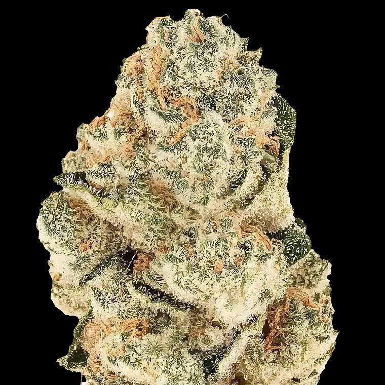 42 Fast Buds - Gorilla Melon (F) – Meaner Gardens